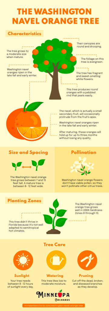 Everything You Should Know About the Washington Navel Orange Tree ...