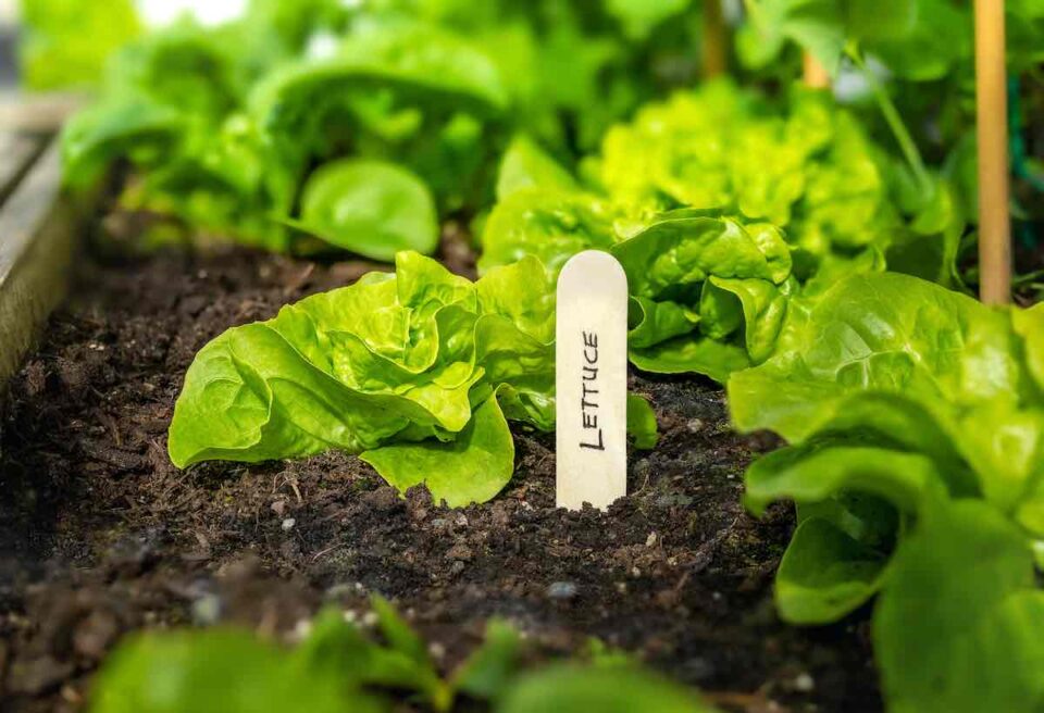 Everything You Need To Know About Bibb Lettuce - Minneopa Orchards