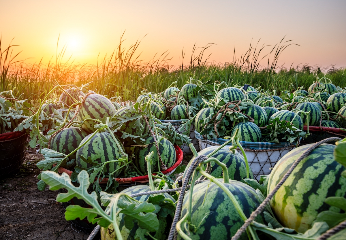 The Delightful Orange Tendersweet Watermelon - Minneopa Orchards