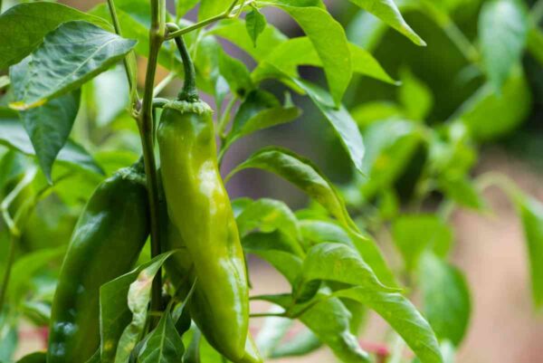 Anaheim Peppers: Colorful Pops of Flavor With Mild Heat - Minneopa Orchards