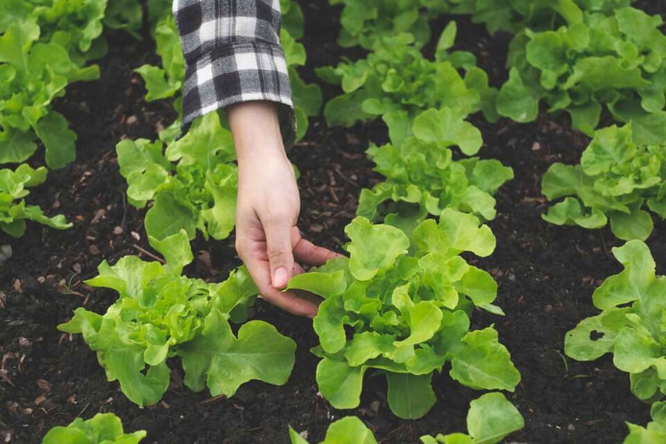 The Best Baby Leaf Lettuce Cultivation Guide - Minneopa Orchards