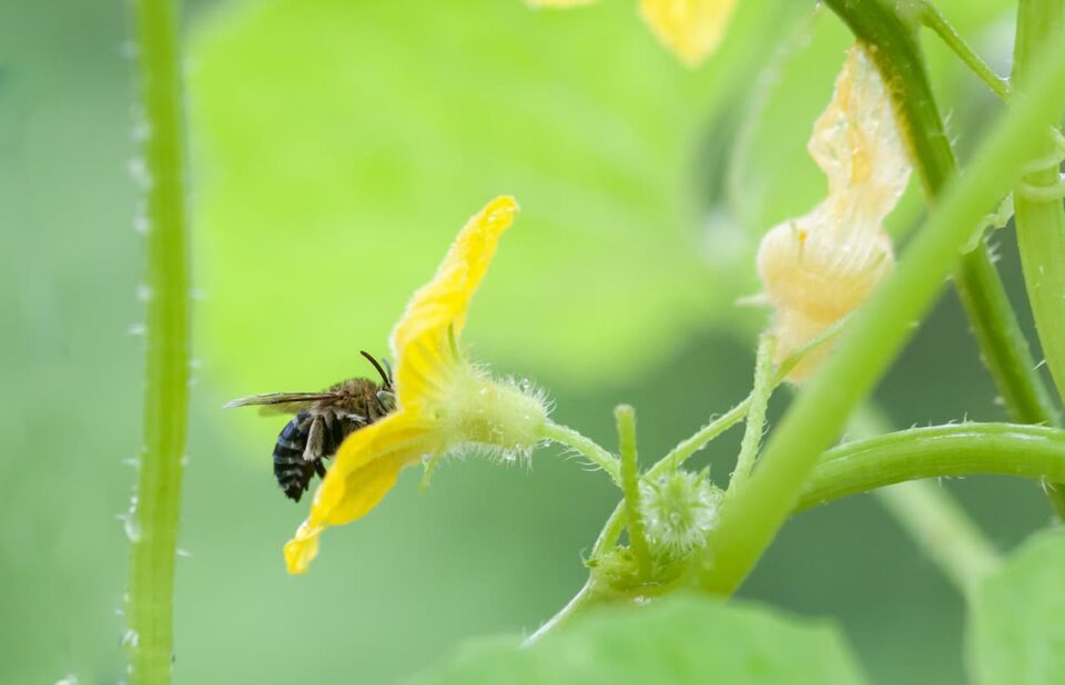 The 7 Cucumber Plant Stages - Minneopa Orchards