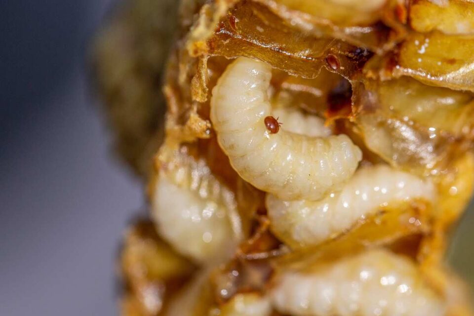 The German Bee: Everything You Need to Know About Their History and ...