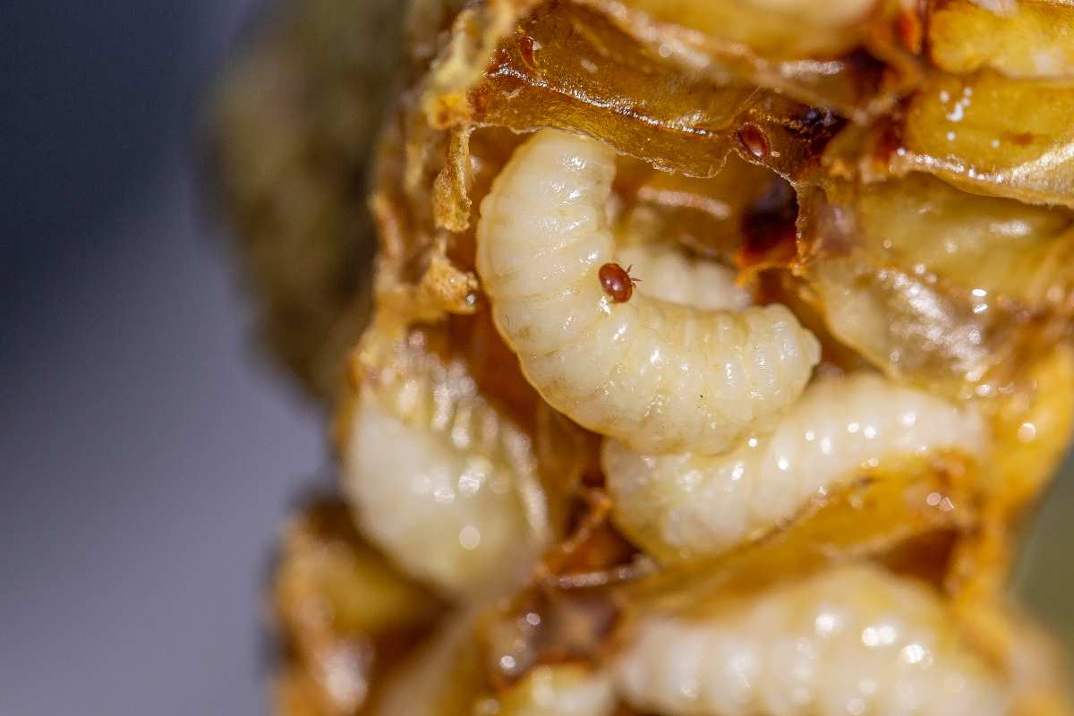 The German Bee: Everything You Need to Know About Their History and ...