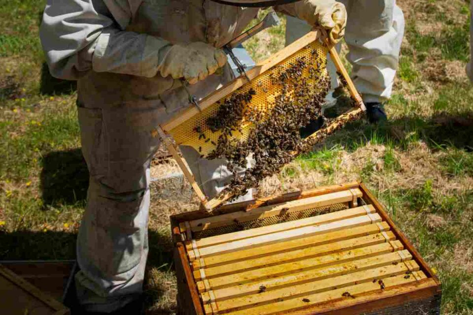 The Worker Bee and Why the Hive Needs Them - Minneopa Orchards