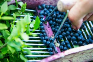 The 9 Best Blueberry Pickers - Minneopa Orchards