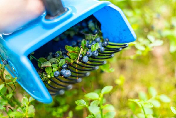The 9 Best Blueberry Pickers - Minneopa Orchards