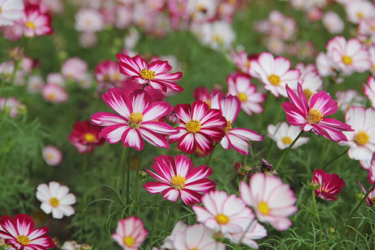 How to Plant Cosmos - Minneopa Orchards