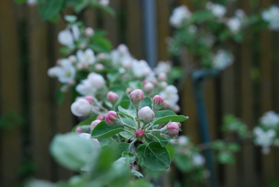 How to Choose the Best Apple Rootstock for Your Tree - Minneopa Orchards