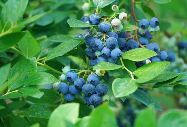 The 9 Best Blueberry Pickers - Minneopa Orchards