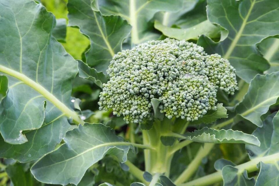 How to Plant Broccoli - Minneopa Orchards