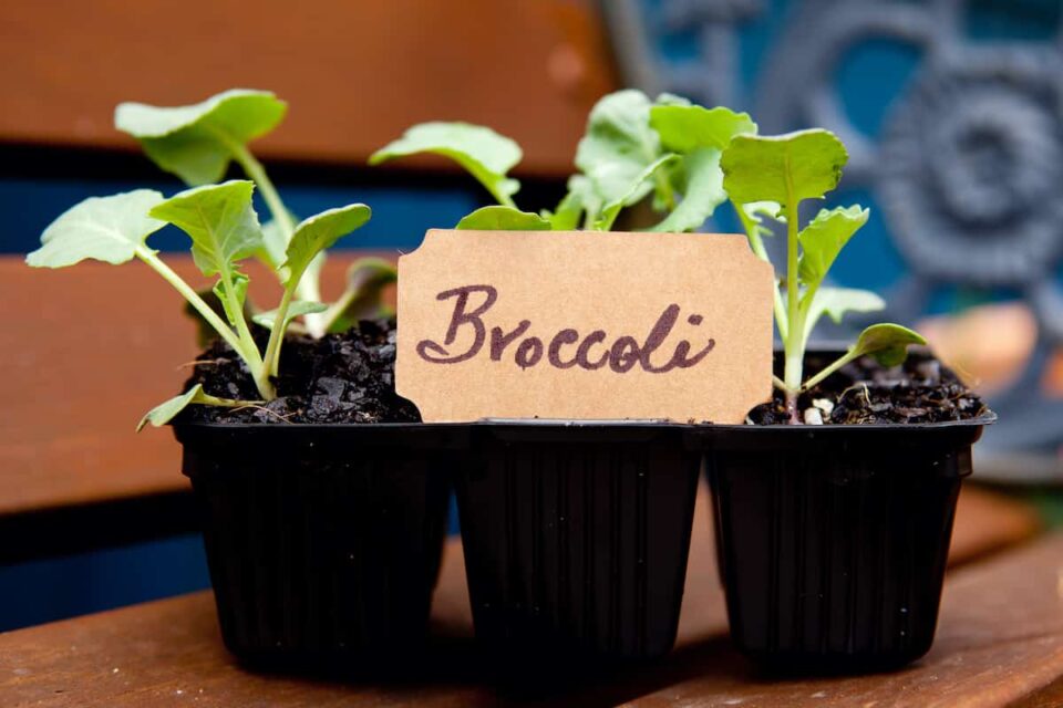 How to Plant Broccoli - Minneopa Orchards