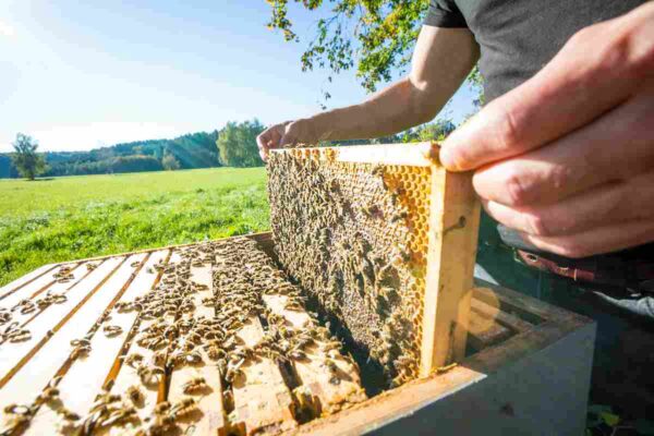 Buckfast Bees: The Ultimate Hybrids - Minneopa Orchards