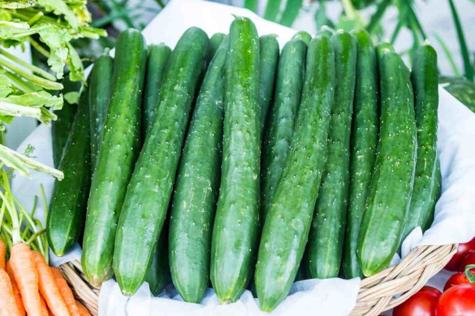 8 Kinds Of Slicing Cucumbers To Try Minneopa Orchards