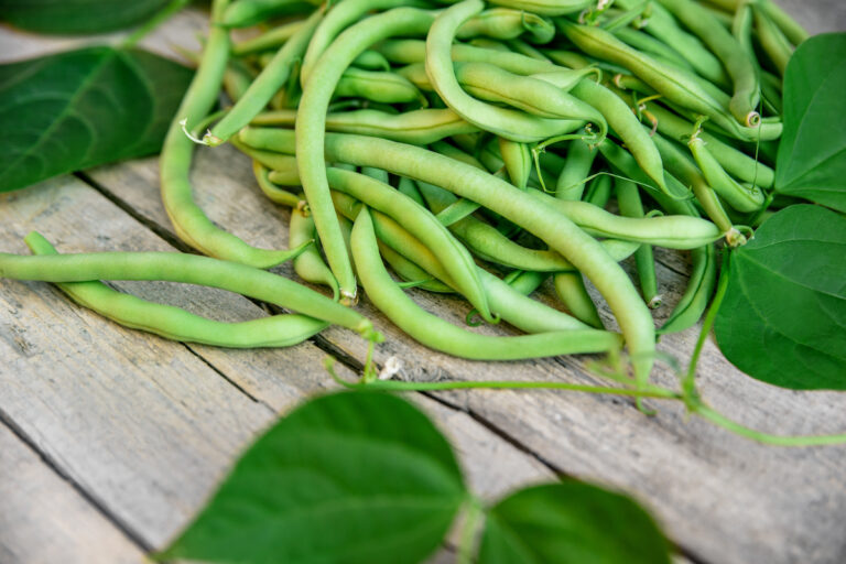 The Sweet Strike Bush Bean - Minneopa Orchards