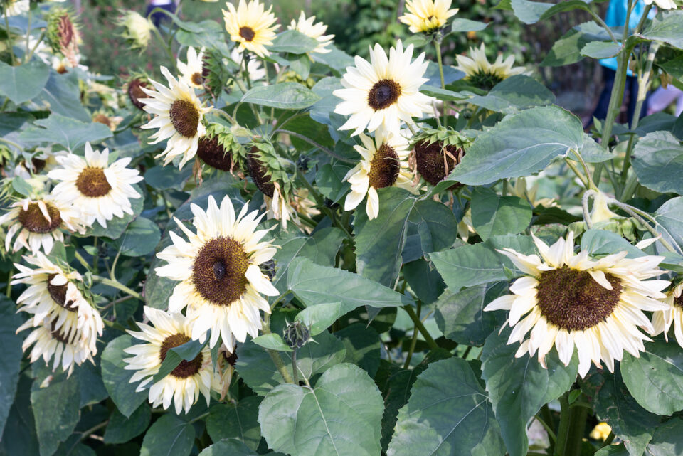 The Lovely Buttercream Sunflower - Minneopa Orchards