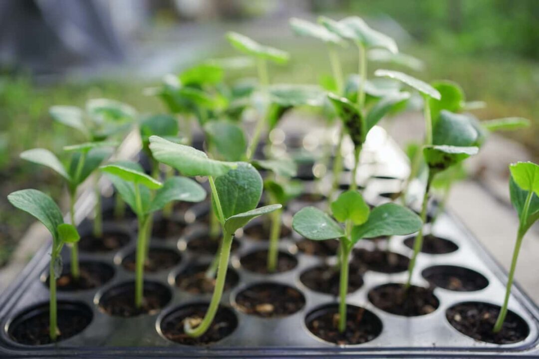 Why Are My Seedlings Dying? 11 Possible Reasons - Minneopa Orchards