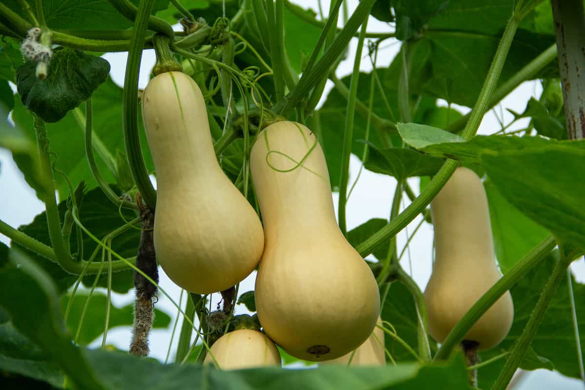 Vertical Gardening 101: An Introduction to Innovative Growing Solutions ...