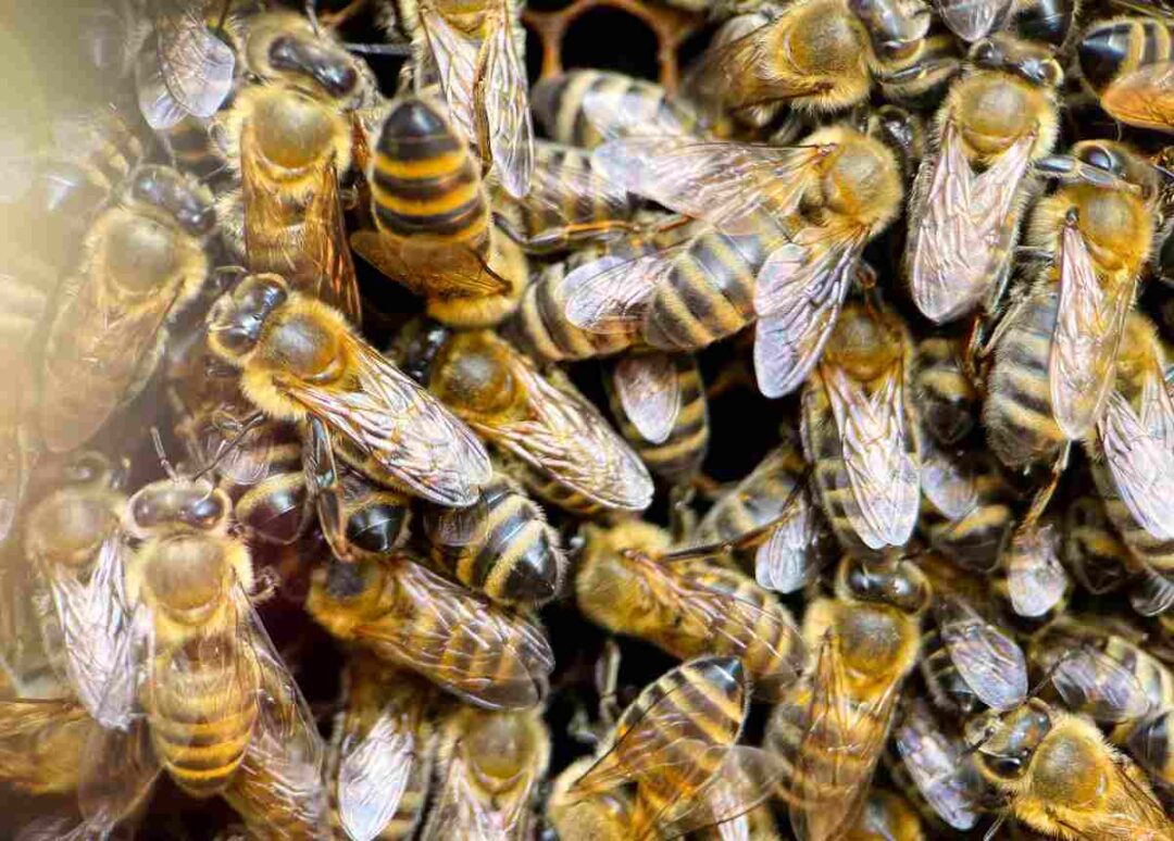 The Carniolan Honey Bee: Everything You Need to Know - Minneopa Orchards