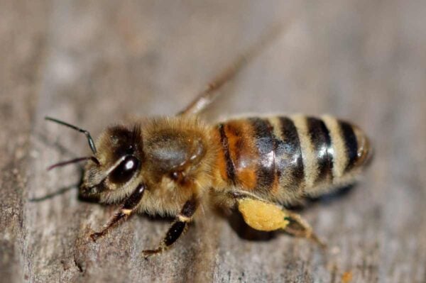 The Carniolan Honey Bee: Everything You Need to Know - Minneopa Orchards