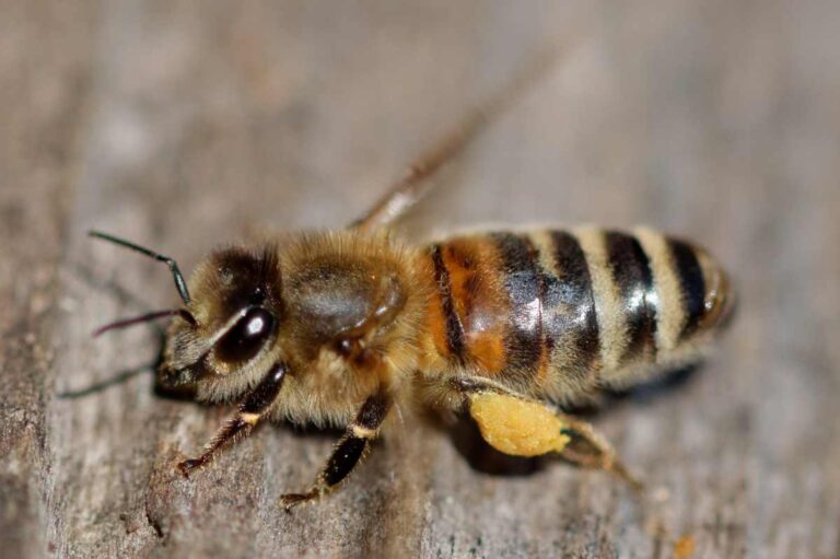 The Carniolan Honey Bee: Everything You Need to Know - Minneopa Orchards