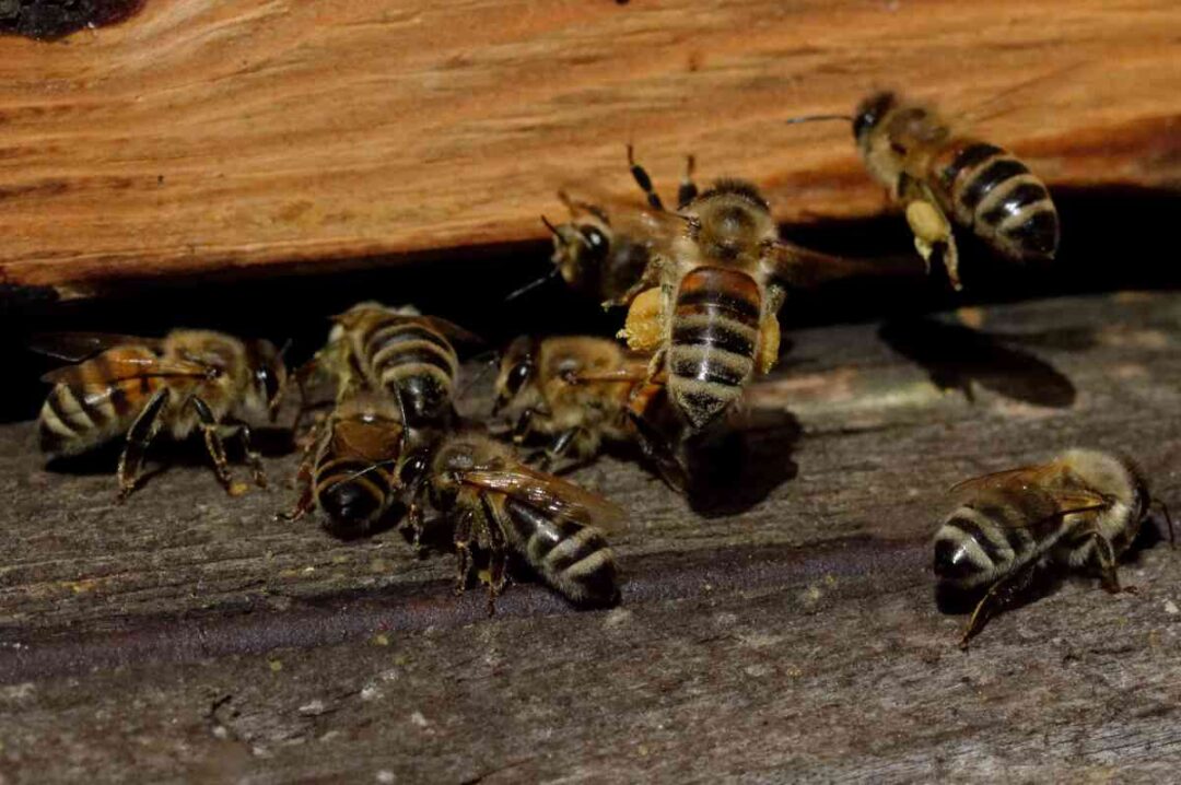 The Carniolan Honey Bee: Everything You Need to Know - Minneopa Orchards