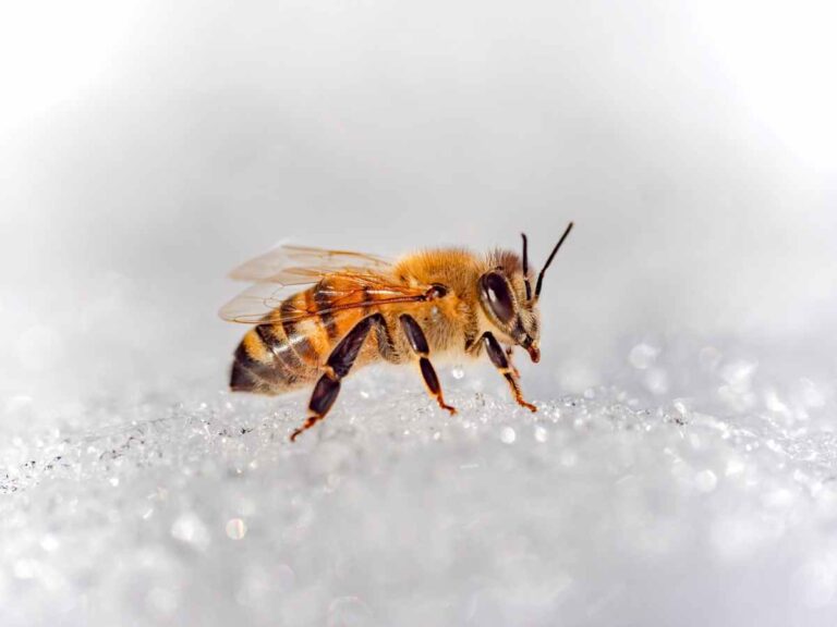 The Carniolan Honey Bee: Everything You Need to Know - Minneopa Orchards