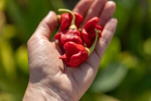 Carolina Reaper Peppers: How to Plant, Grow, and Enjoy the Hottest ...