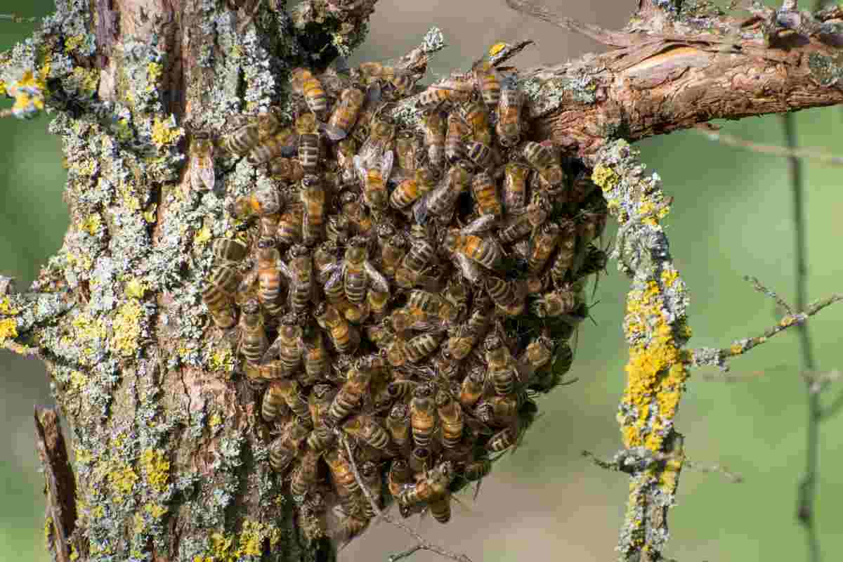 The Caucasian Honey Bee: One of the Hardiest Bees Around - Minneopa ...