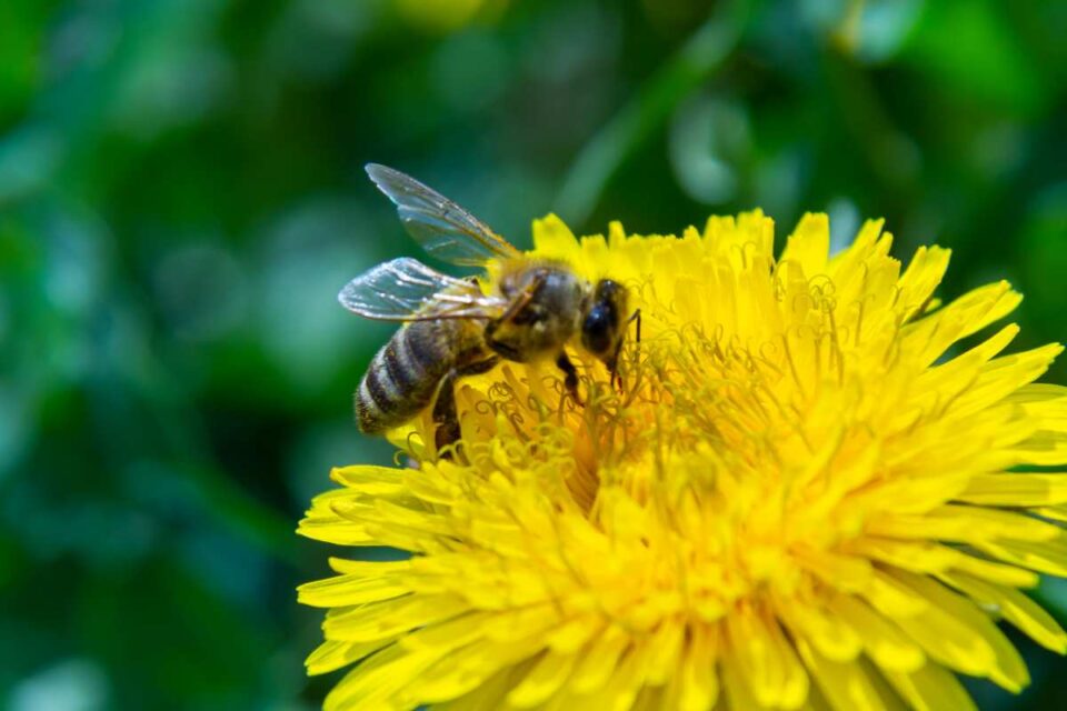 The Caucasian Honey Bee: One of the Hardiest Bees Around - Minneopa Orchards
