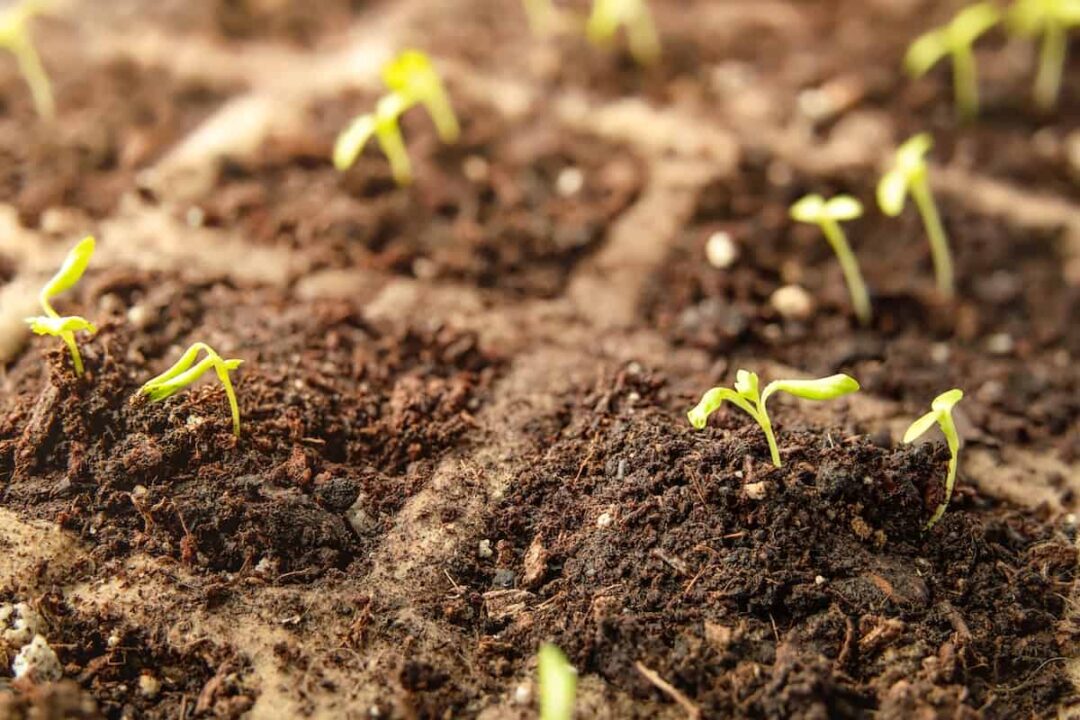 How to Make a DIY Seed Starting Mix - Minneopa Orchards