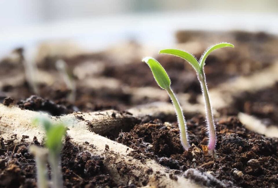 How to Make a DIY Seed Starting Mix - Minneopa Orchards