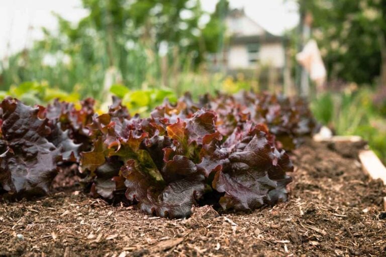 Cimarron Lettuce: Everything You Need to Know to Grow and Enjoy This ...