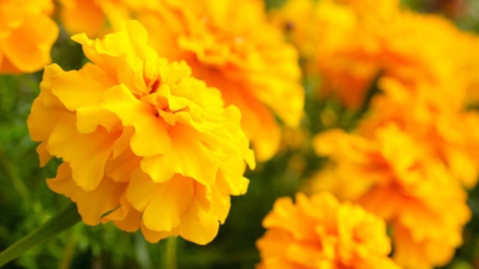 How to Plant Marigold - Minneopa Orchards