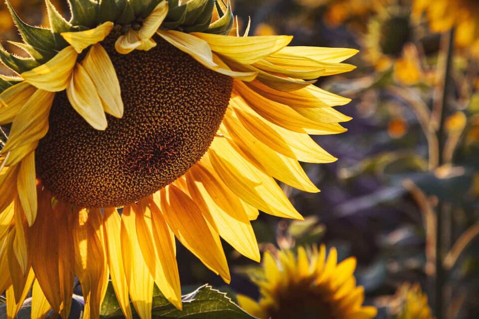 When to Harvest Sunflowers - Minneopa Orchards