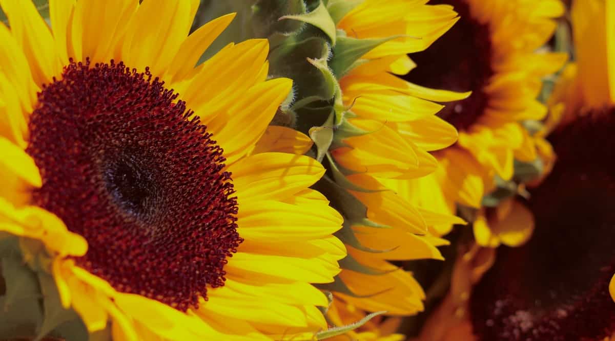 When to Harvest Sunflowers - Minneopa Orchards