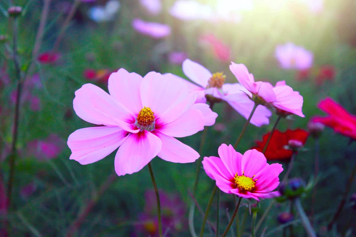 How to Plant Cosmos - Minneopa Orchards