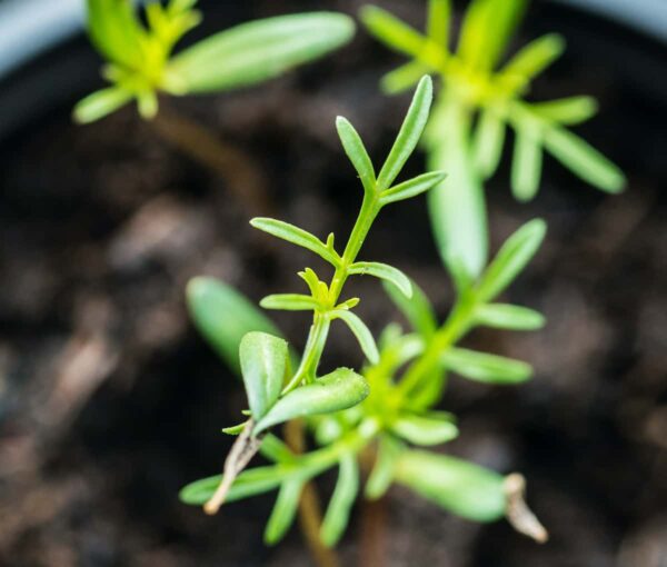 How to Plant Cosmos - Minneopa Orchards