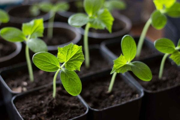 All About Picklebush Cucumbers - Minneopa Orchards