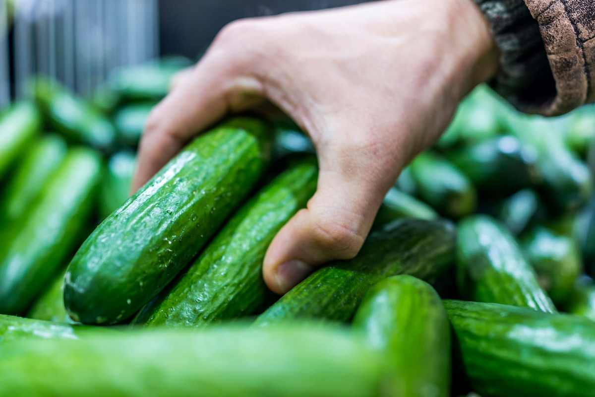Persian Cucumbers: How to Plant, Grow, and Eat These Delicious Veggies ...