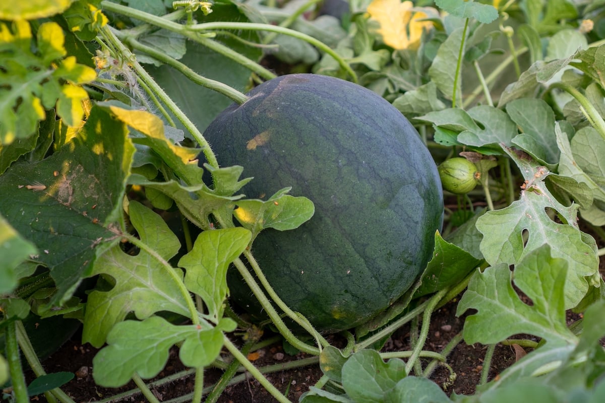 The Rare Black Diamond Yellow Belly Watermelon - Minneopa Orchards