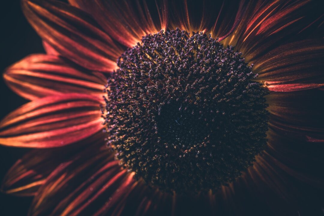 The Beautiful Chocolate Cherry Sunflower - Minneopa Orchards