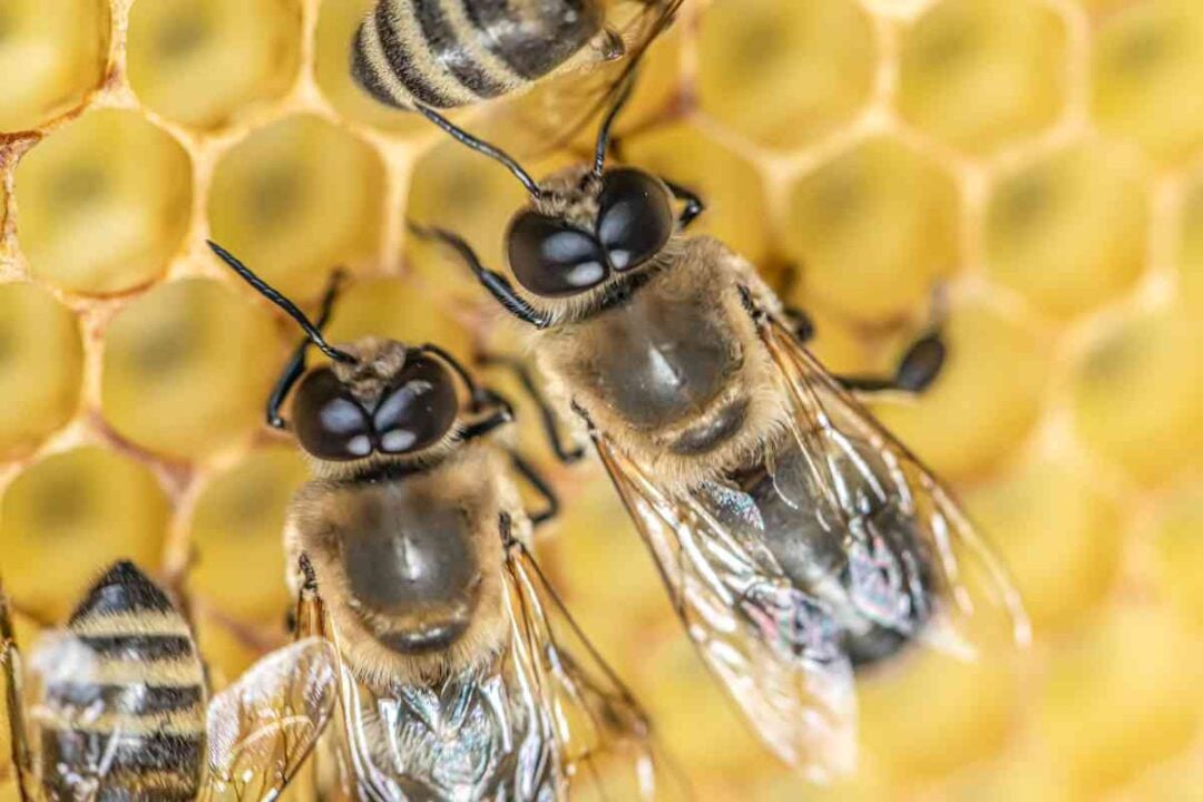 Drone Bees: The Largest Members of the Hive - Minneopa Orchards