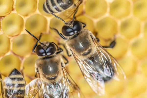 Drone Bees: The Largest Members of the Hive - Minneopa Orchards