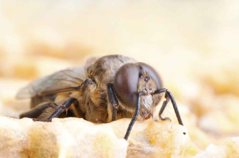 Drone Bees: The Largest Members of the Hive - Minneopa Orchards