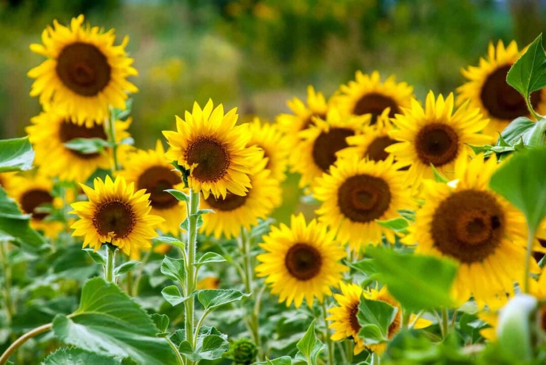 Sunflowers - Minneopa Orchards