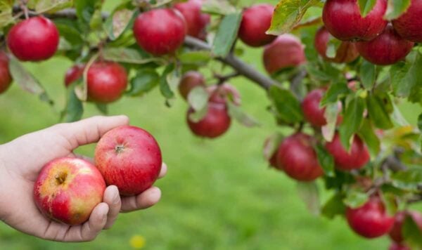 All About Heirloom Apple Trees and 21 Popular Varieties - Minneopa Orchards
