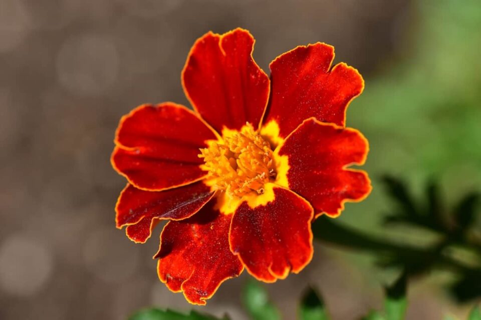 How to Plant Marigold - Minneopa Orchards