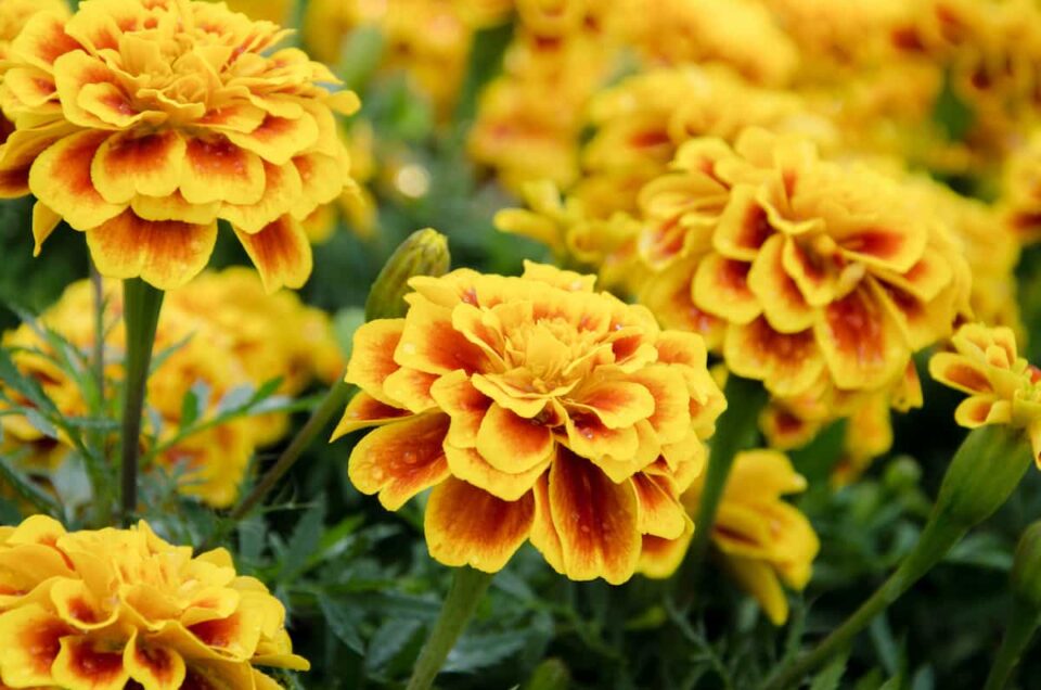 How to Plant Marigold - Minneopa Orchards