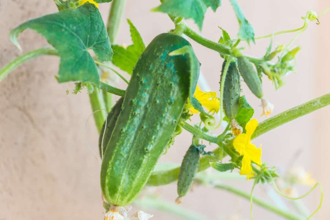 Parisian Cucumbers - Minneopa Orchards